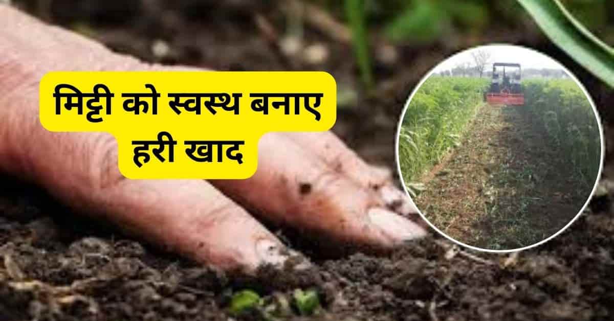 गन्ना किस्म COLK–14201 की यह खूबियां शायद आपको नहीं पता होंगी:New ...